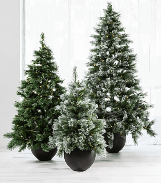 FIR CHRISTMAS TREE – The Banyan Tree Furniture & Homewares